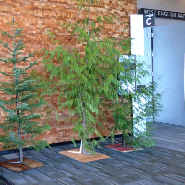 Live Evergreen Tree - Greenscape Design & Decor