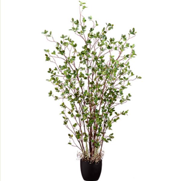 Mini Leaf Plant - Greenscape Design & Decor