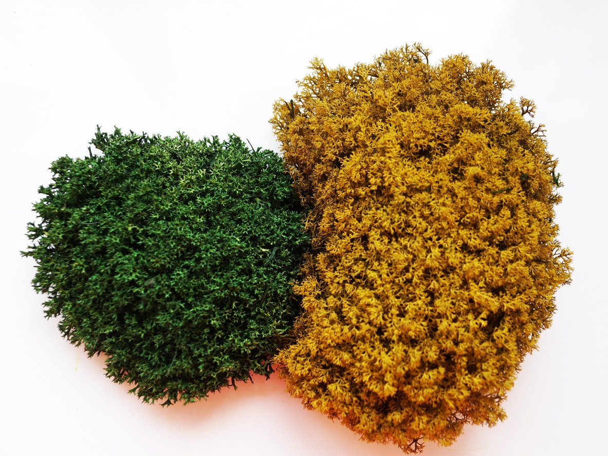 Preserved Moss Wall Art: Design Ideas, Benefits & Care Tips ...