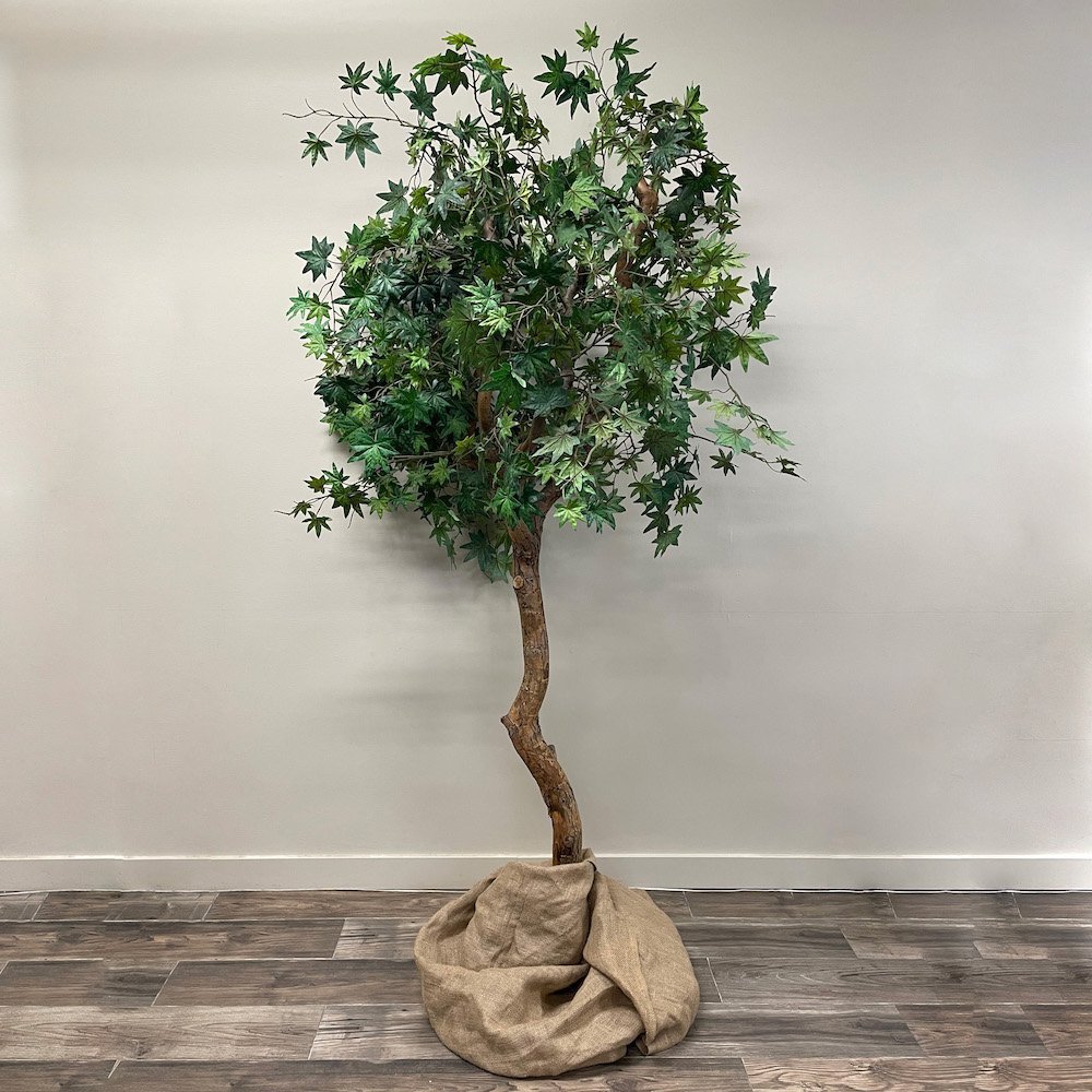 Japanese Maple Tree - Green - Greenscape Design & Decor