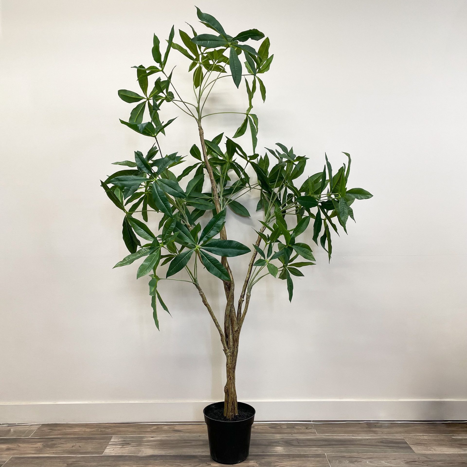 Money Tree - Greenscape Design & Decor