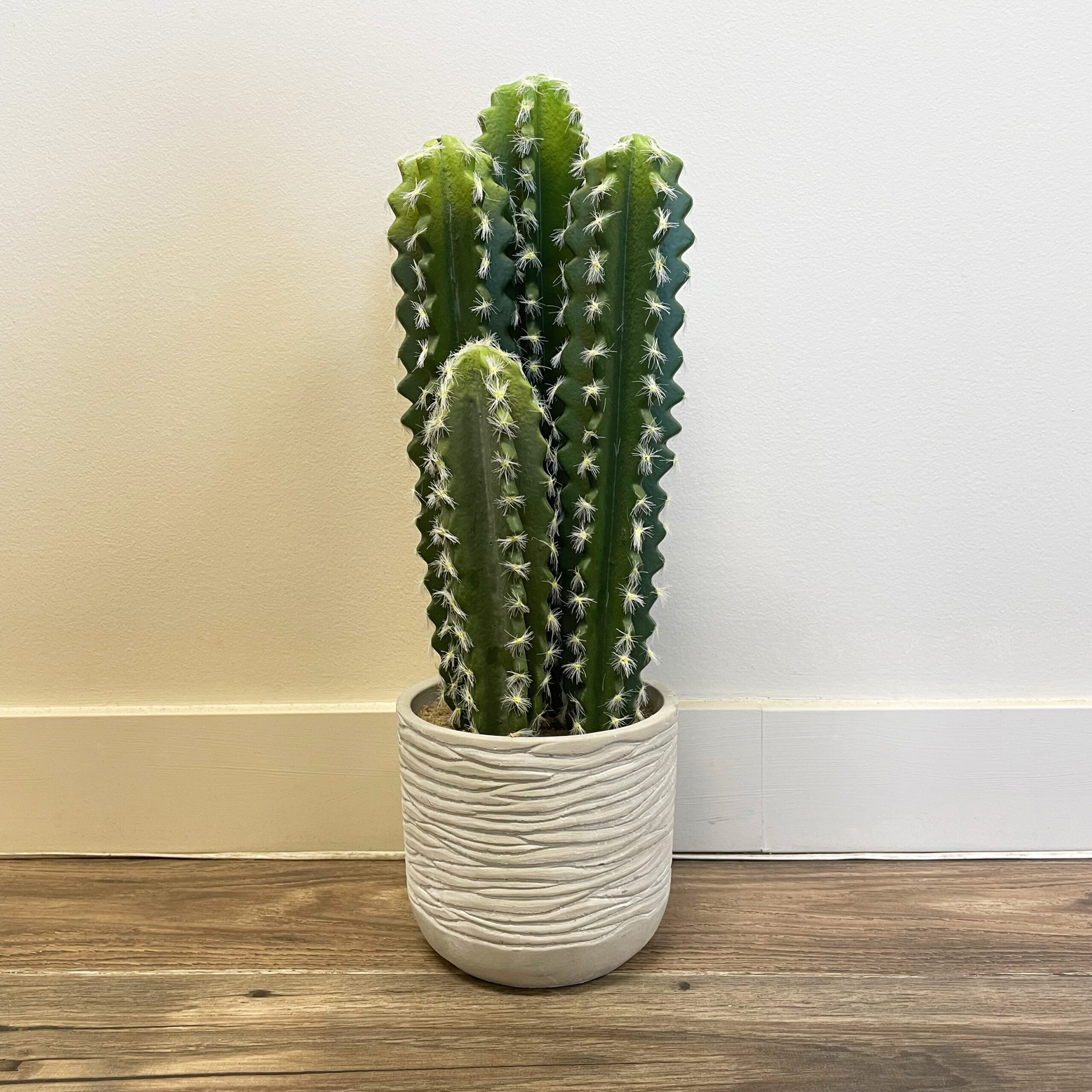 Column Cactus - Potted 1.5ft - Greenscape Design & Decor